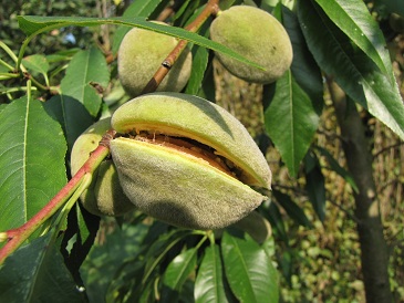 Amandel - Diana's mooie moestuin