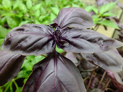 Basilicum | Diana's mooie moestuin