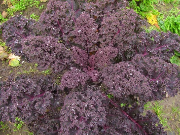 Boerenkool | Diana's mooie moestuin