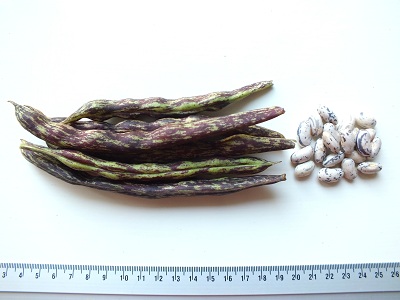 Boontjes | Diana's mooie moestuin