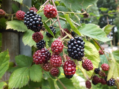 Braam en Braamboos - Diana's mooie moestuin