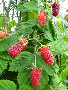 Braam en Braamboos - Diana's mooie moestuin