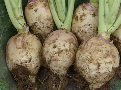 Koolraap - Diana's mooie moestuin