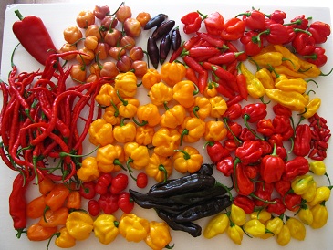 Peper | Diana's mooie moestuin