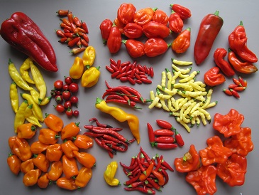 Wetenswaardigheden - Diana's mooie moestuin