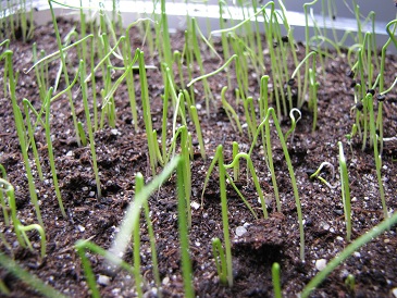 Ui | Diana's mooie moestuin