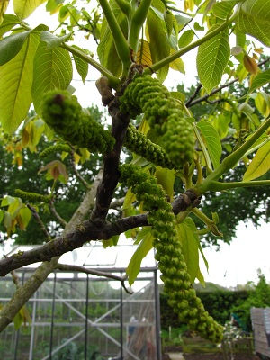 Walnoot | Diana's mooie moestuin