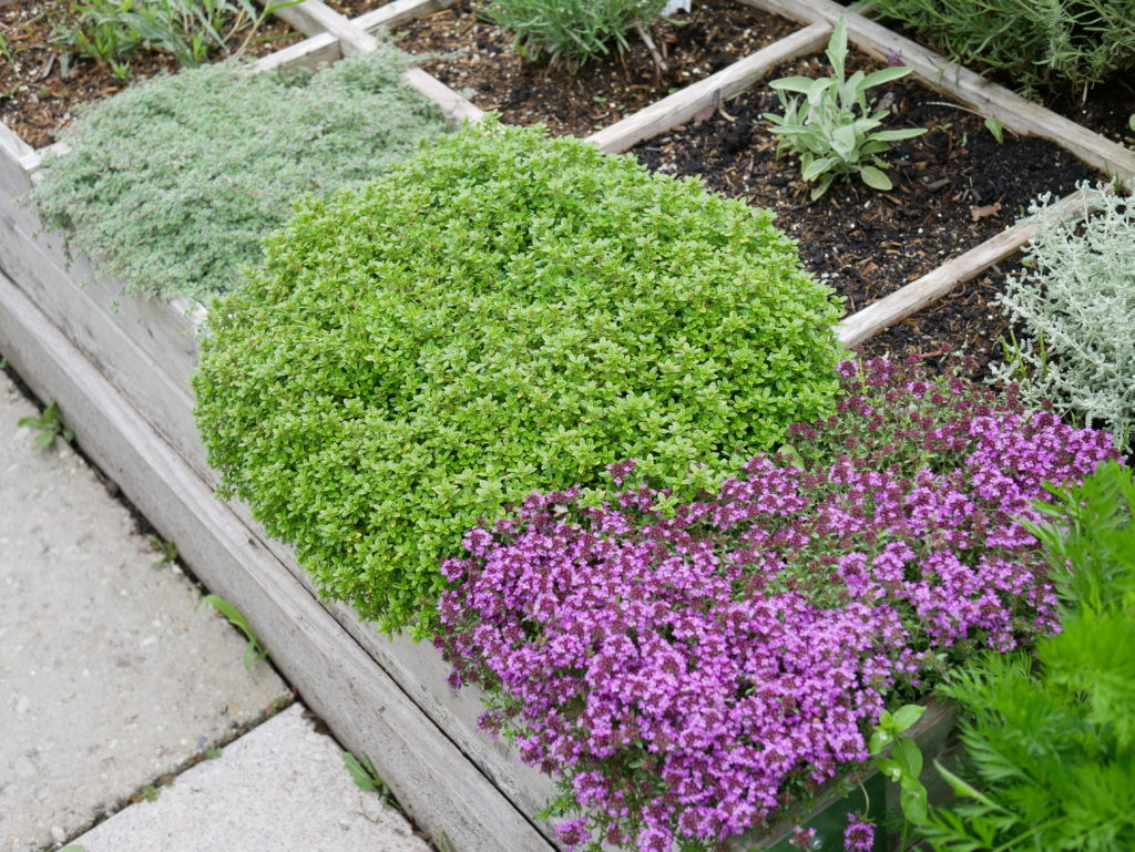 Tijm - Diana's mooie moestuin