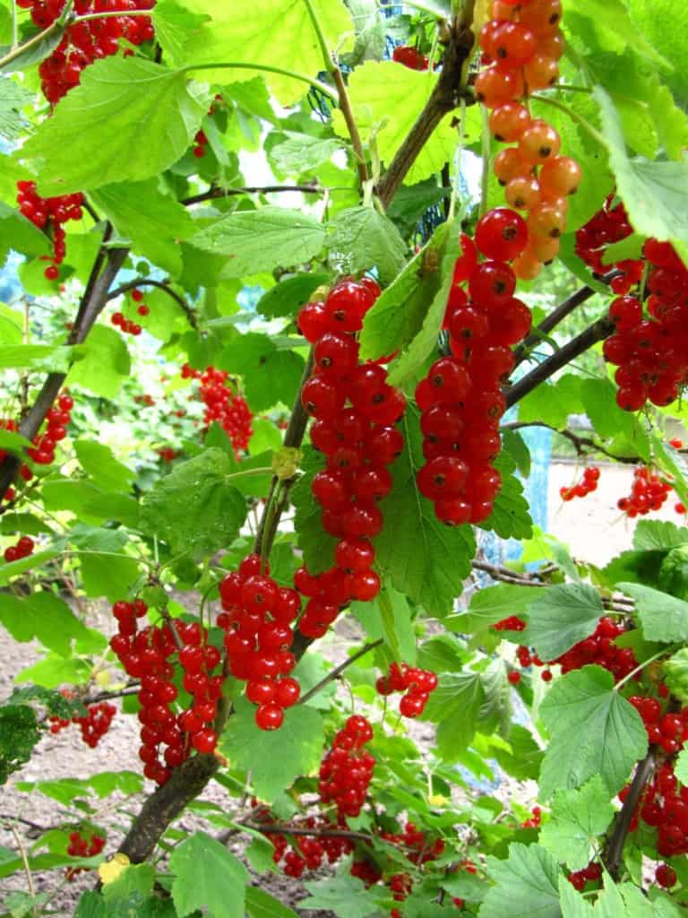 Aalbes - Diana's mooie moestuin