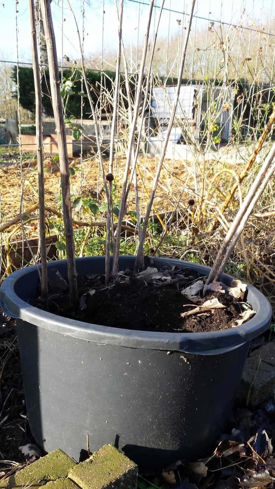 Aardpeer - Diana's mooie moestuin