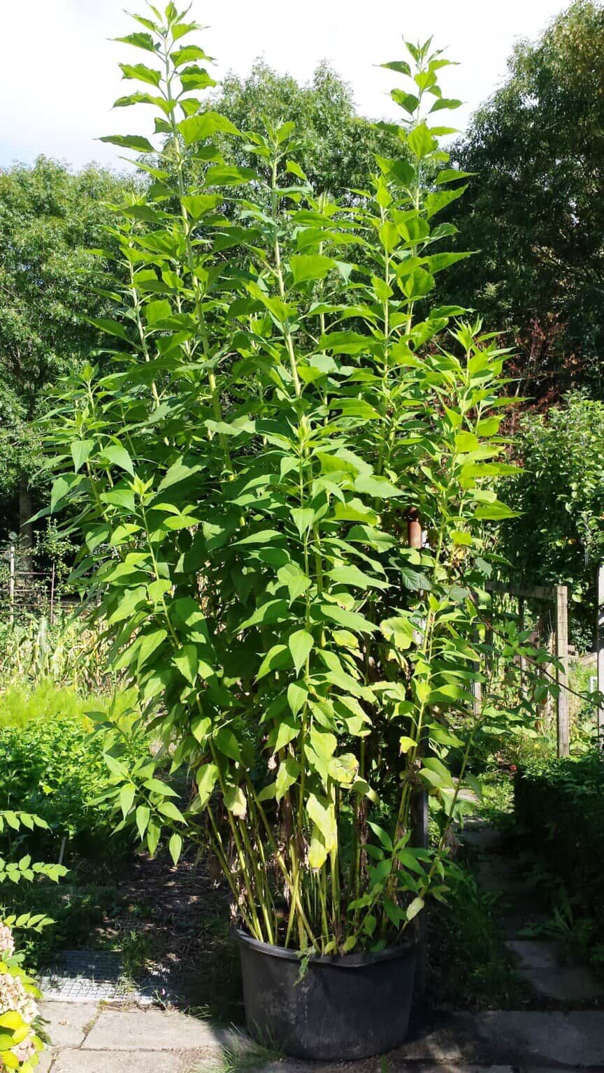 Aardpeer - Diana's mooie moestuin