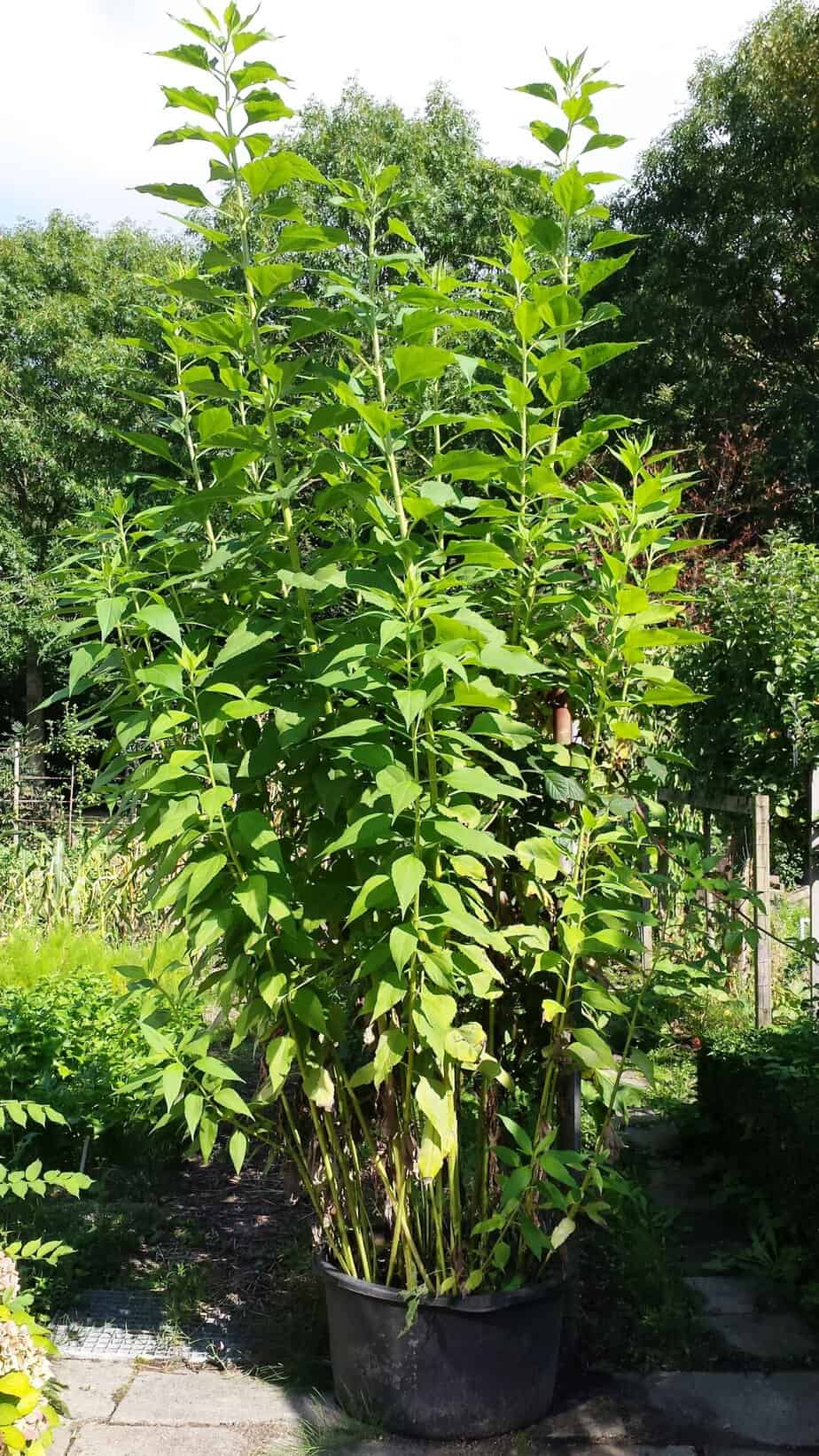 Aardpeer - Diana's mooie moestuin