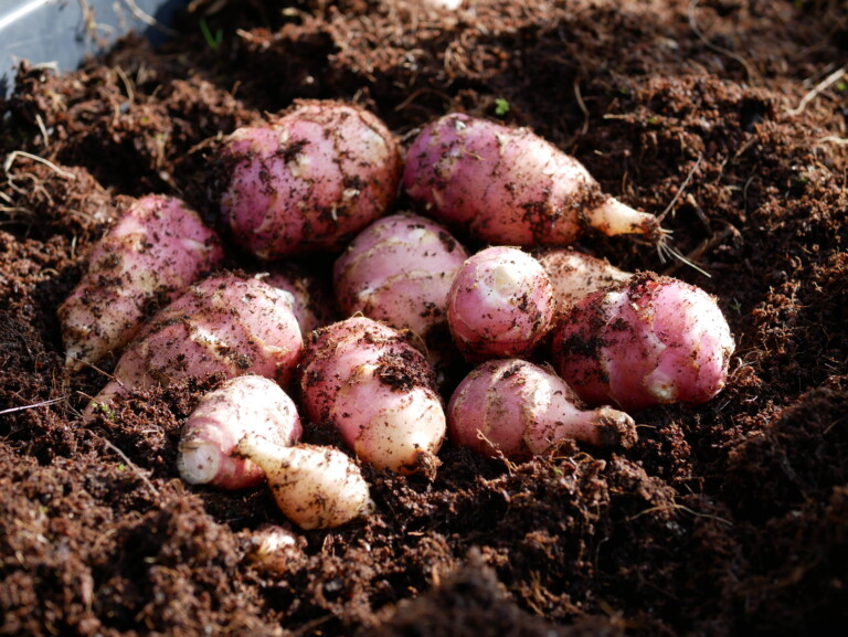 Aardpeer - Diana's mooie moestuin