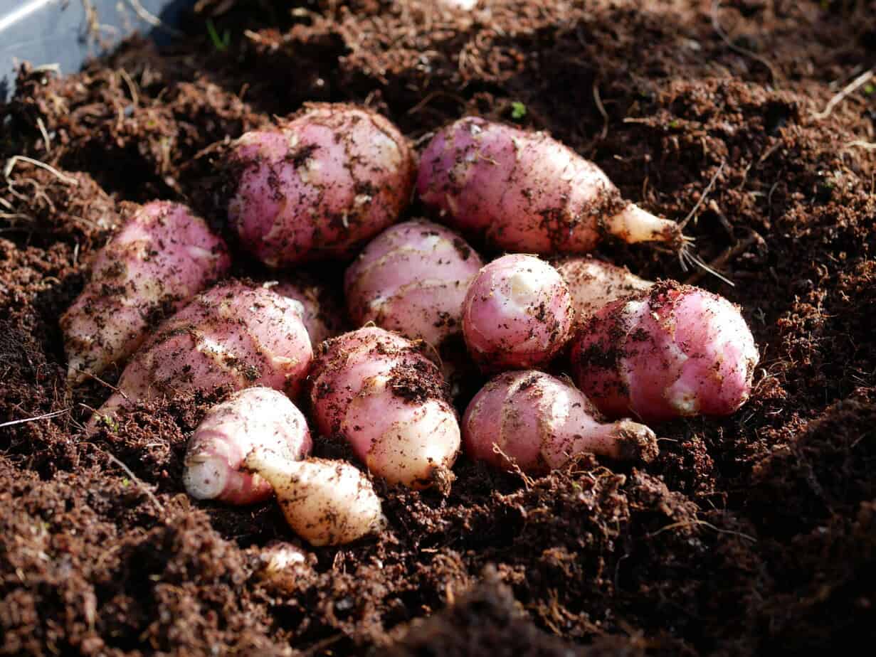 Aardpeer - Diana's mooie moestuin