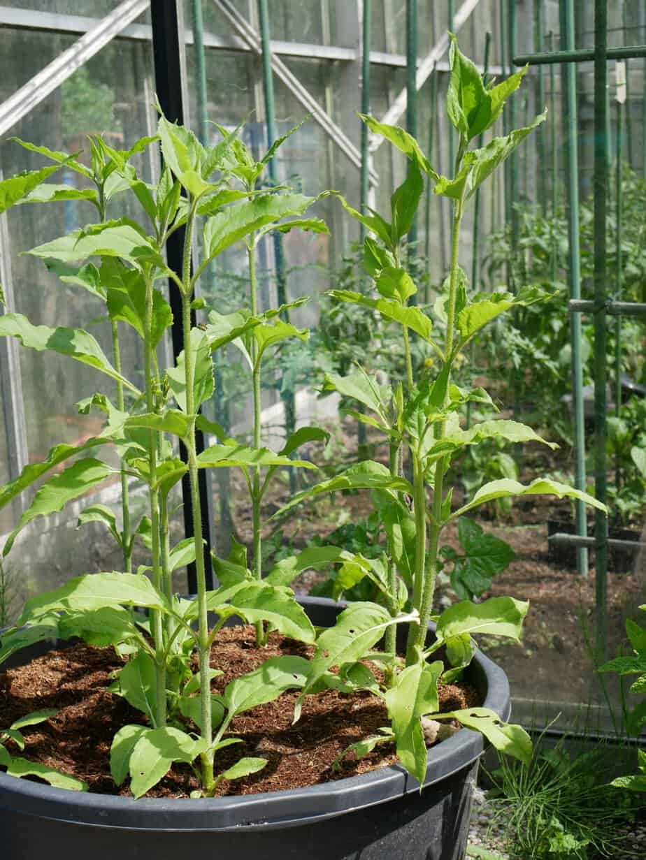 Aardpeer - Diana's mooie moestuin