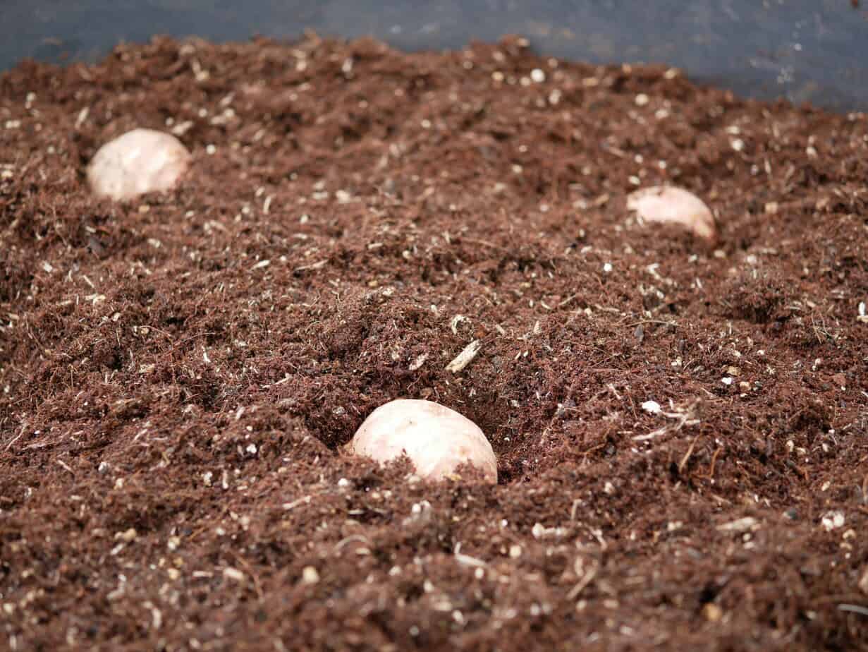 Aardpeer - Diana's mooie moestuin