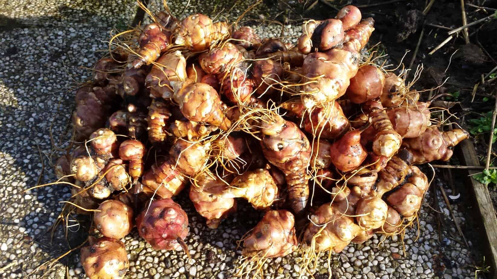 Aardpeer - Diana's mooie moestuin