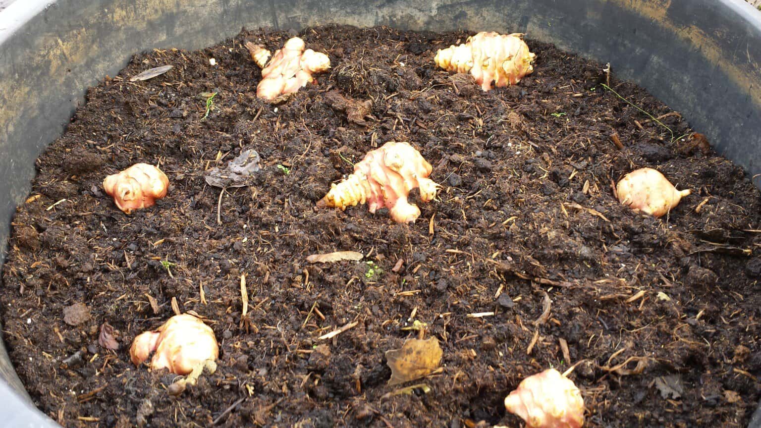 Aardpeer - Diana's mooie moestuin