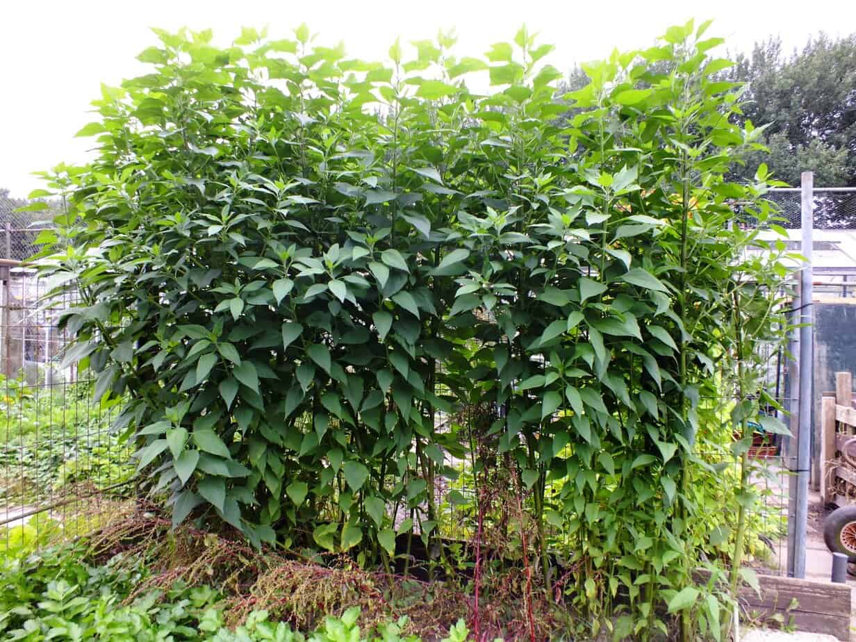 Aardpeer - Diana's mooie moestuin
