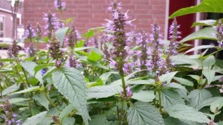 Eetbare Bloemen - Diana's mooie moestuin