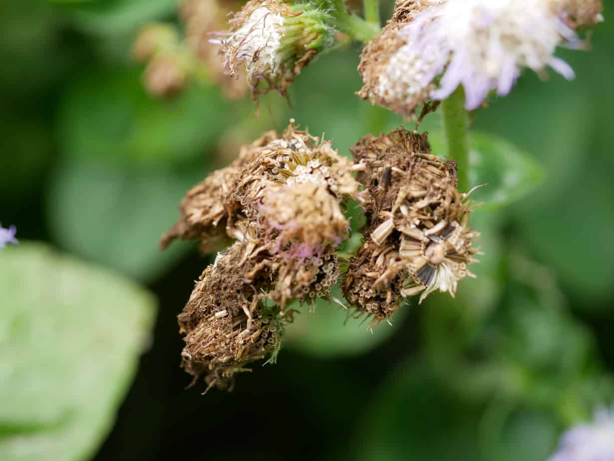 Ageratum houstonianum - Diana's mooie moestuin