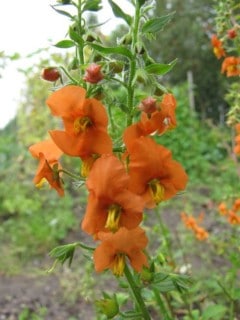 Alonsoa meridionalis – Diana's mooie moestuin
