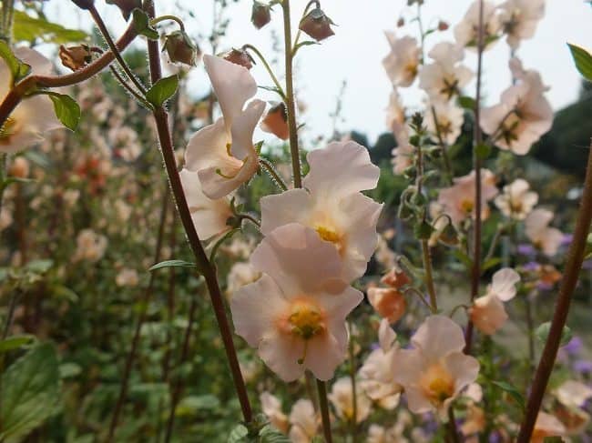 Alonsoa meridionalis – Diana's mooie moestuin