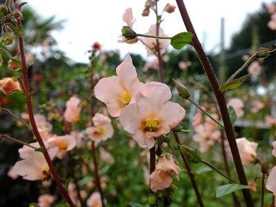 Alonsoa meridionalis – Diana's mooie moestuin