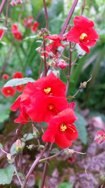 Alonsoa meridionalis – Diana's mooie moestuin