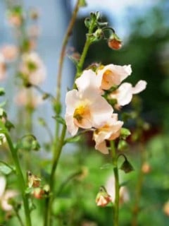 Alonsoa meridionalis – Diana's mooie moestuin