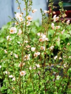 Alonsoa meridionalis – Diana's mooie moestuin