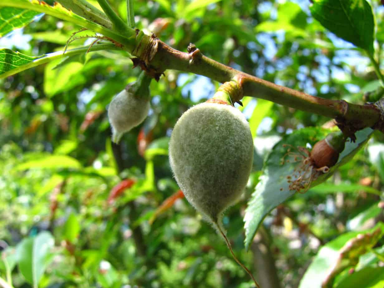 Amandel - Diana's mooie moestuin