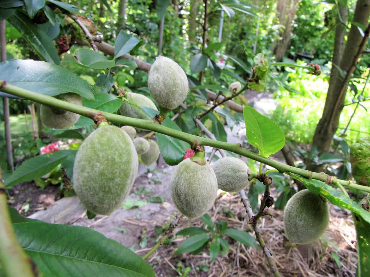 Amandel - Diana's mooie moestuin