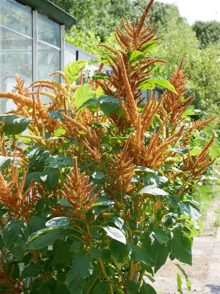 Amarant - Diana's mooie moestuin