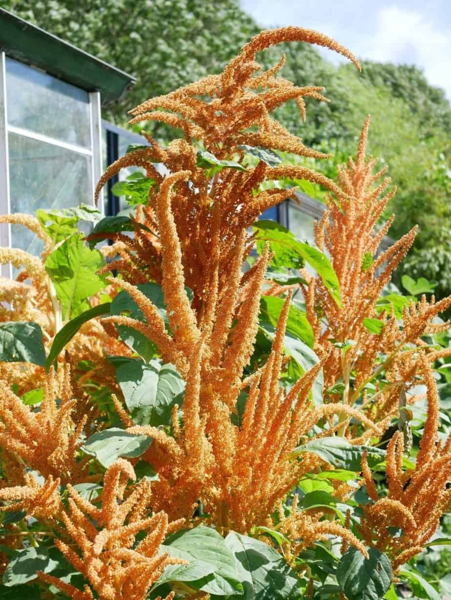 Amarant - Diana's mooie moestuin