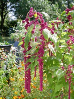 Amaranthus – Diana's mooie moestuin