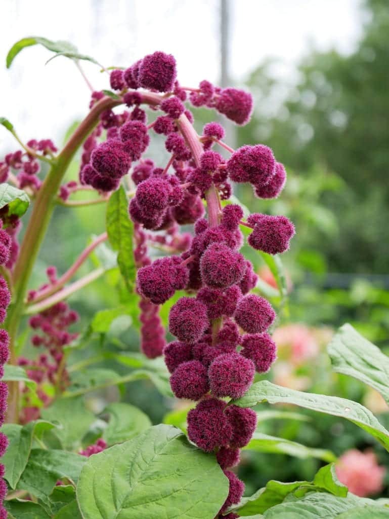 Amaranthus - Diana's mooie moestuin