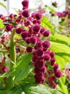 Amaranthus – Diana's mooie moestuin