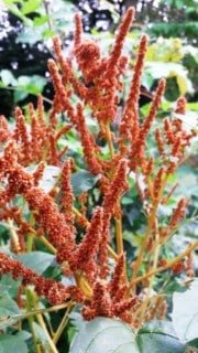 Amaranthus – Diana's mooie moestuin