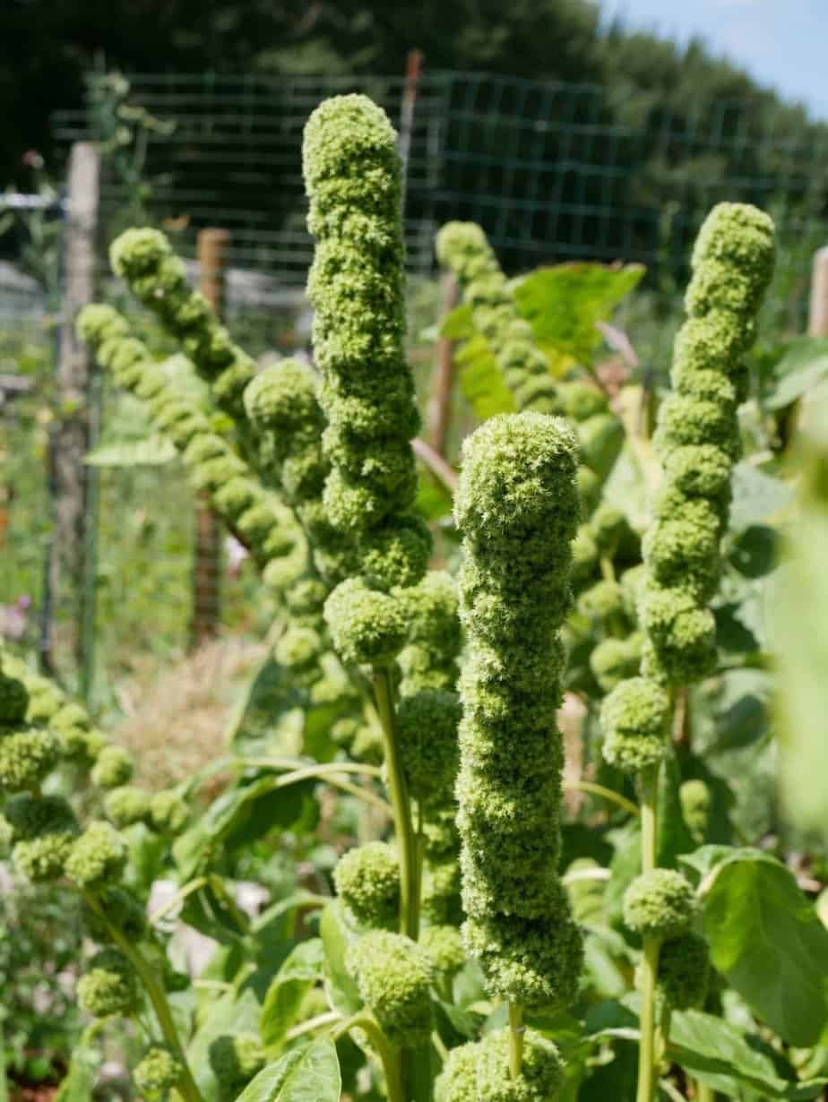 Amaranthus – Diana's mooie moestuin