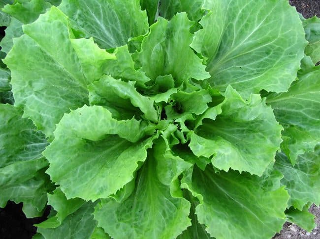 Andijvie - Diana's mooie moestuin