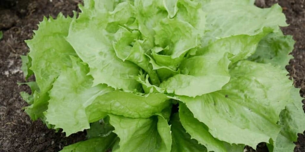 Andijvie - Diana's mooie moestuin