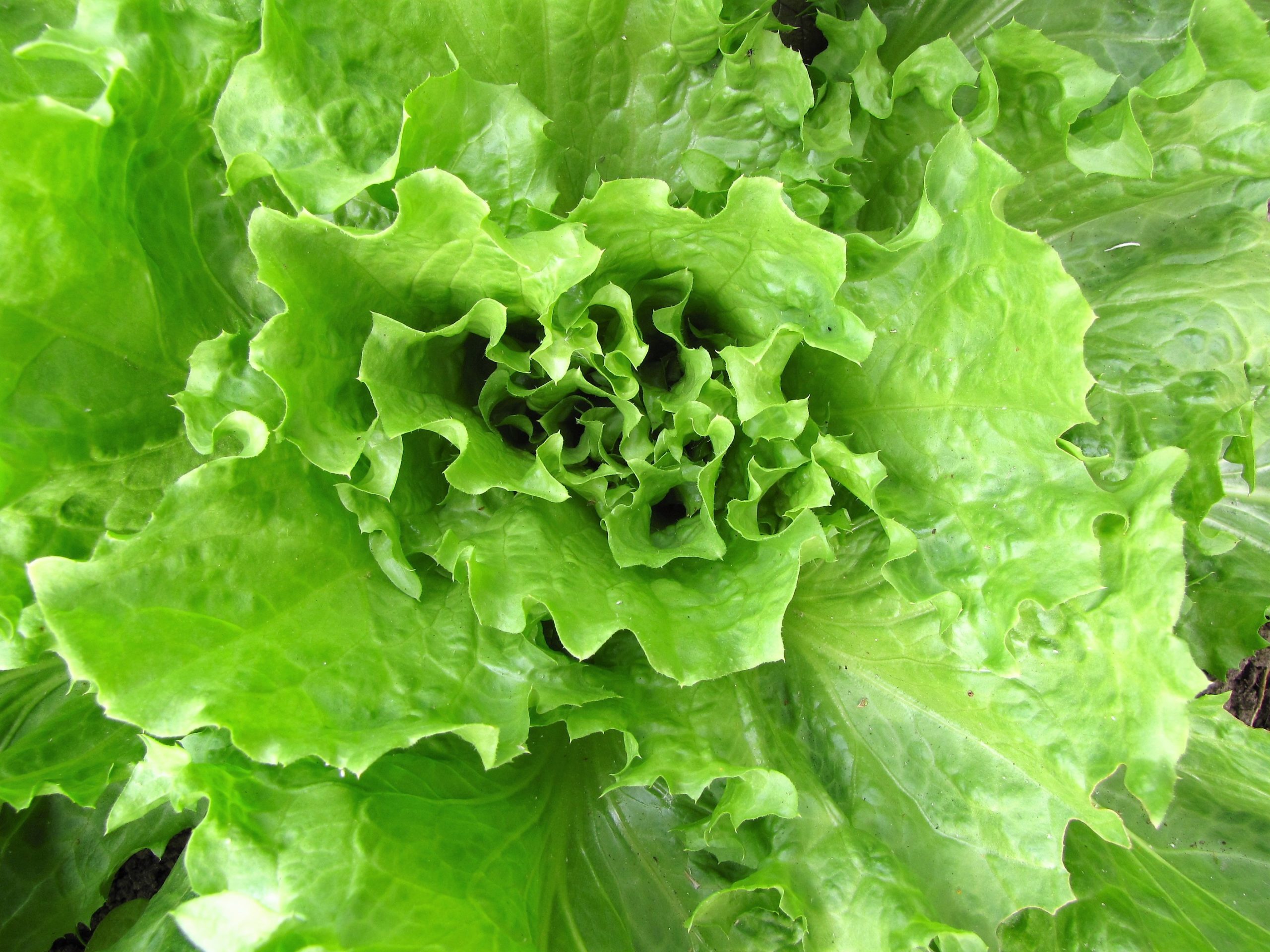 Andijvie - Diana's mooie moestuin