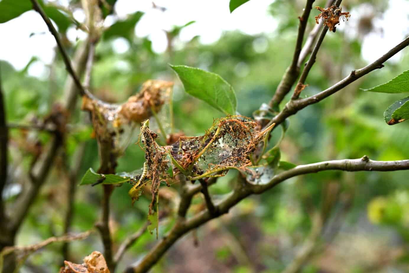 Stippelmot - Diana's mooie moestuin