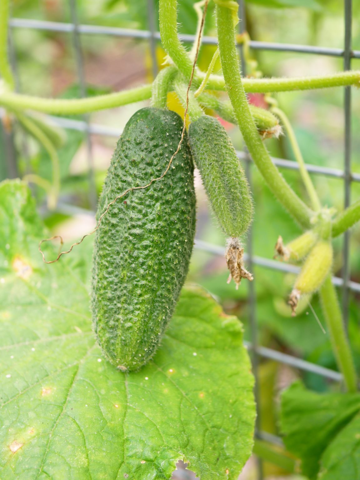 Augurk - Diana's mooie moestuin