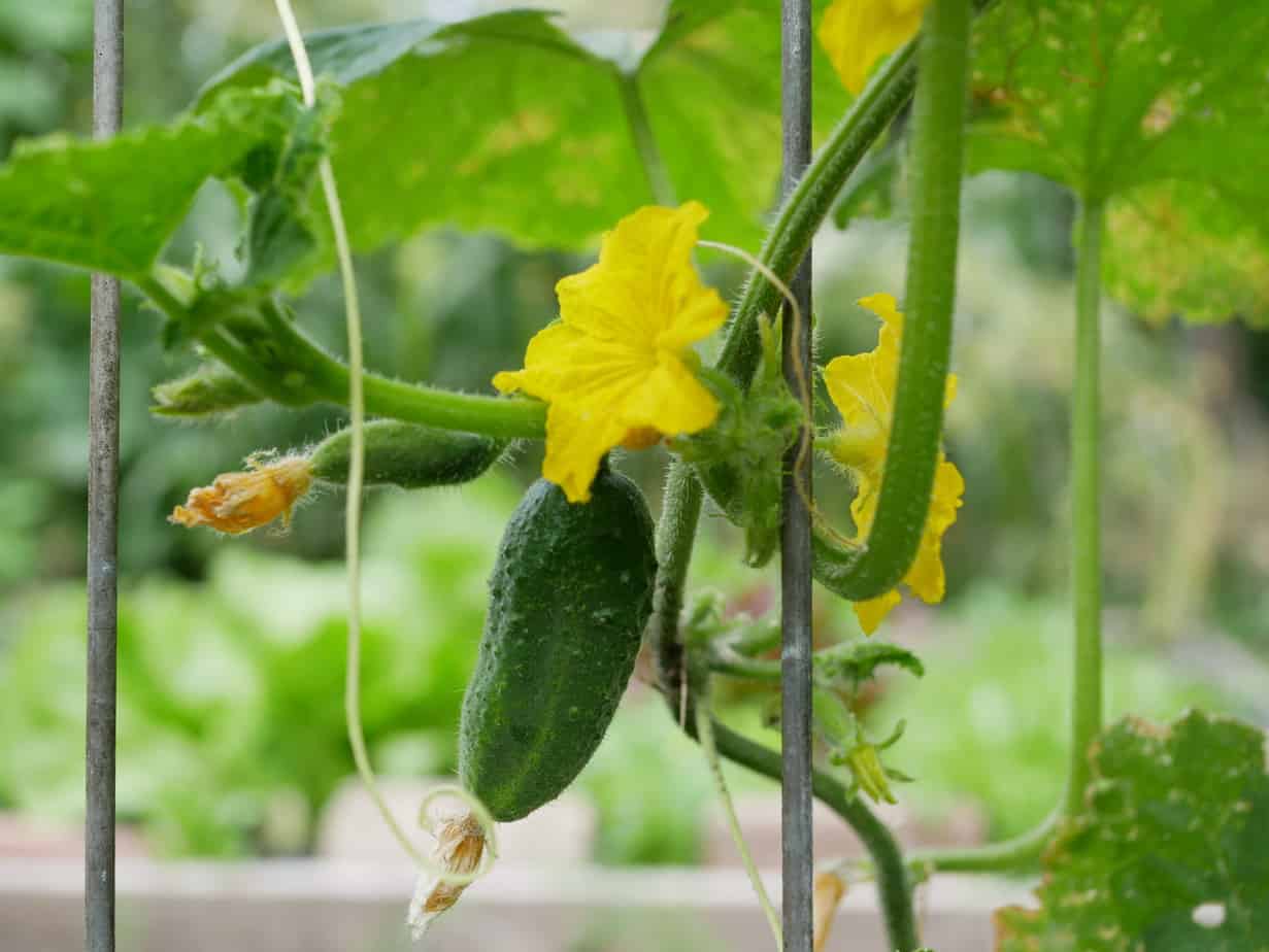 Augurk - Diana's mooie moestuin