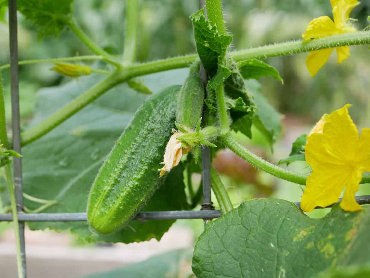 Augurk - Diana's mooie moestuin