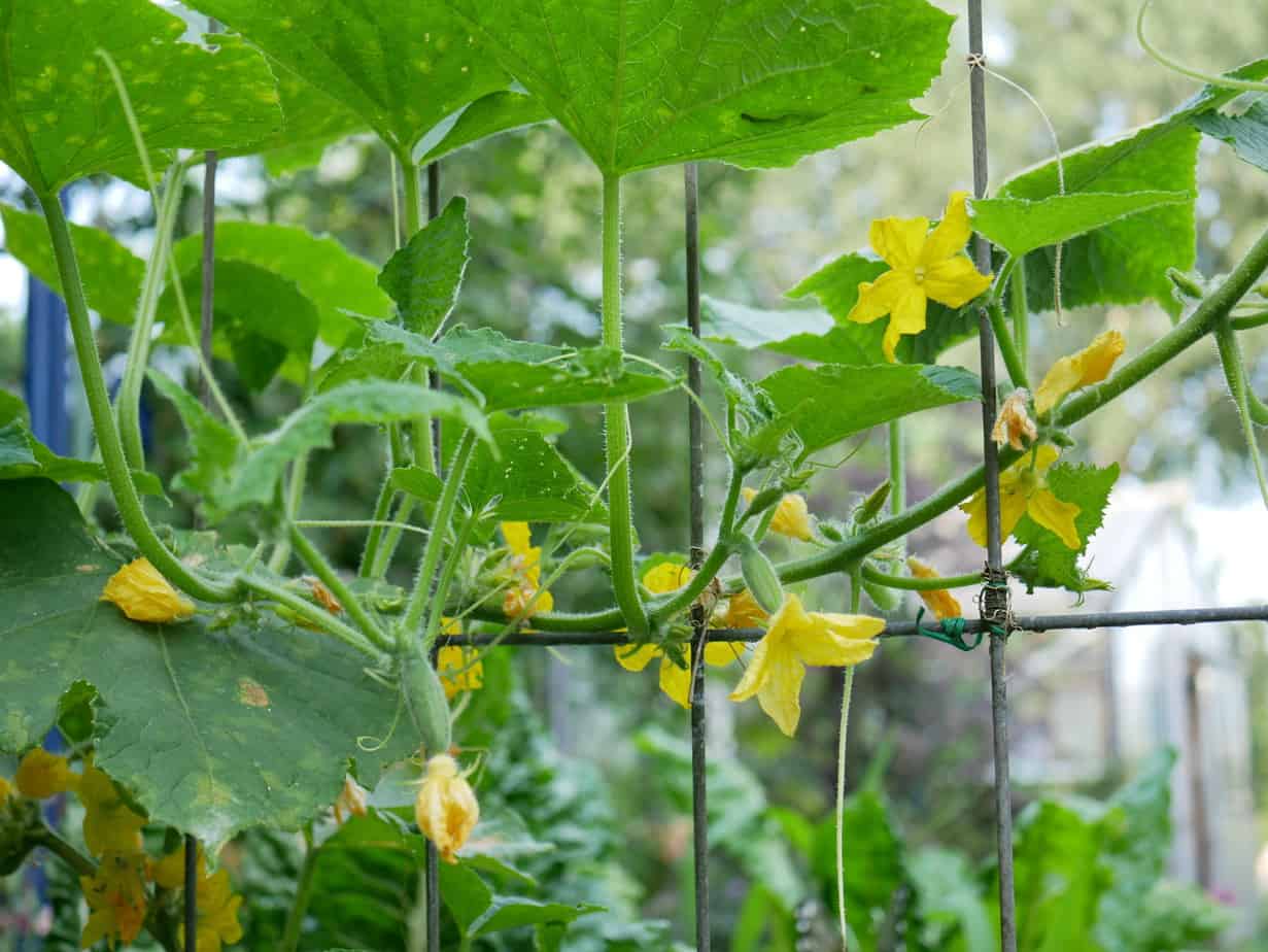 Augurk - Diana's mooie moestuin