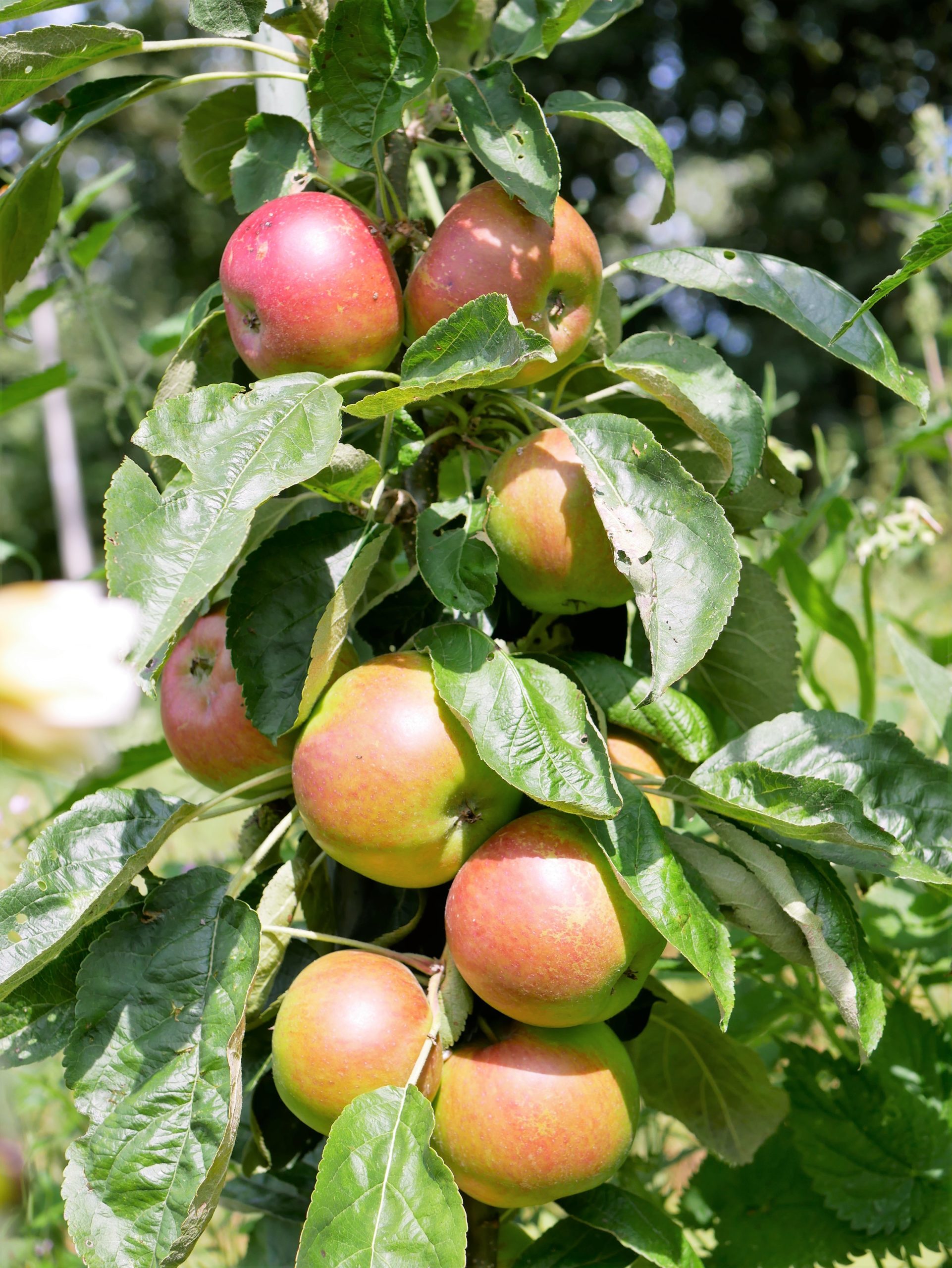 Appel - Diana's mooie moestuin