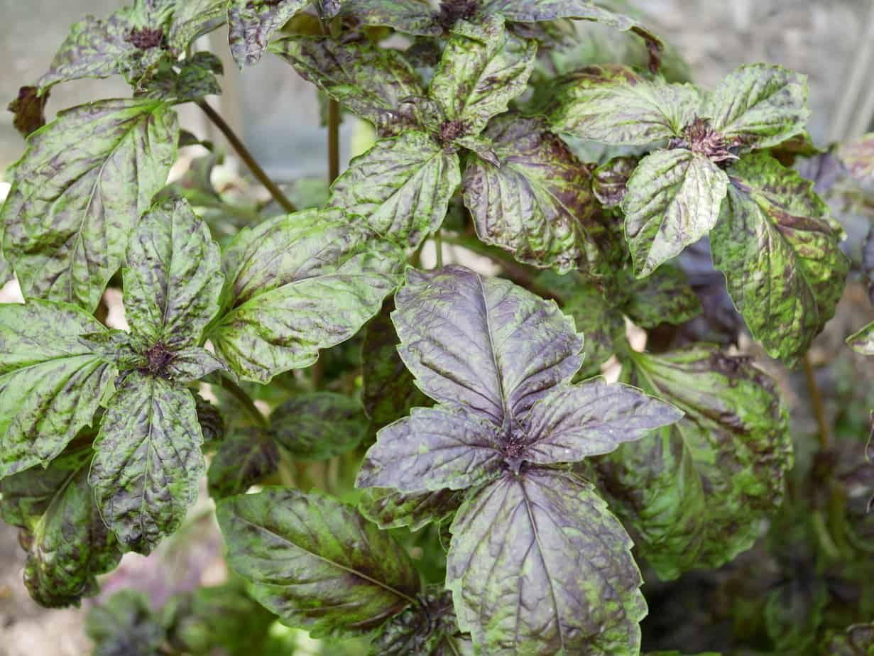 Basilicum - Diana's mooie moestuin